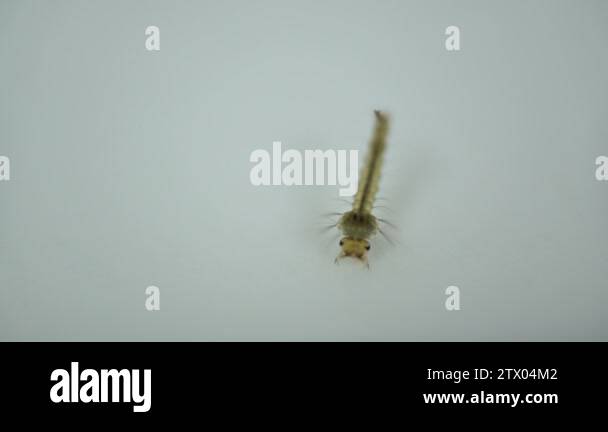 mosquitoes larvae in dirty water and young is born disease Dengue fever ...