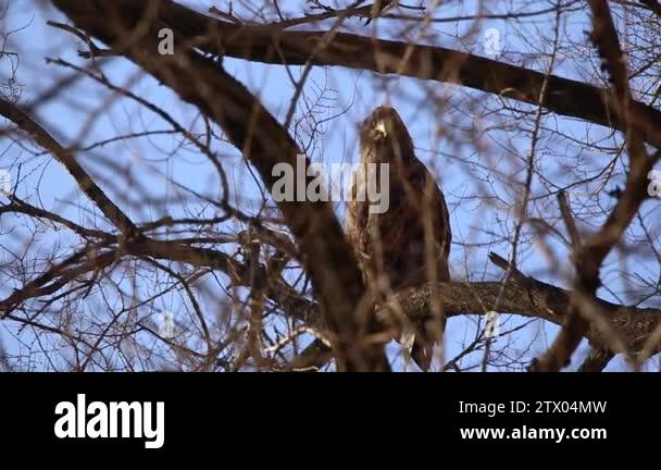 White tailed eagle on tree Stock Videos & Footage - HD and 4K Video ...