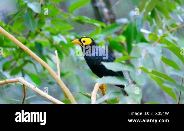 Mino bird Stock Videos & Footage - HD and 4K Video Clips - Alamy