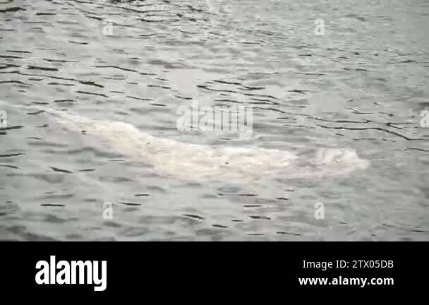 Water polluted trash Stock Videos & Footage - HD and 4K Video Clips - Alamy