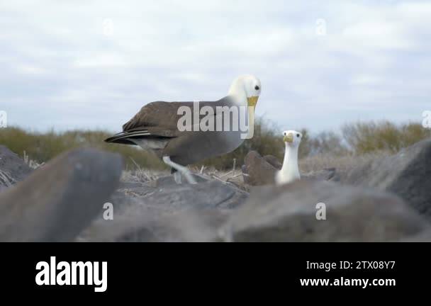 Stone nest Stock Videos & Footage - HD and 4K Video Clips - Alamy
