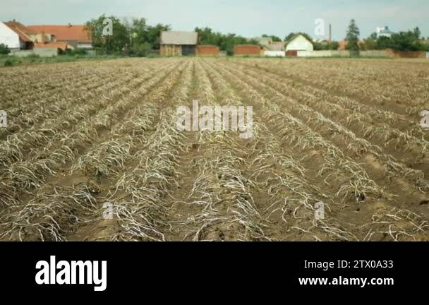 Drought dry field land with potato leaves Solanum tuberosum potatoes ...
