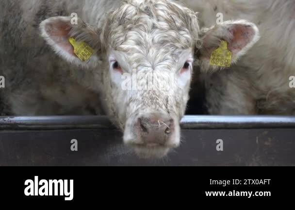White cow standing inside corral, cattle-pen, eating hay, feeding ...