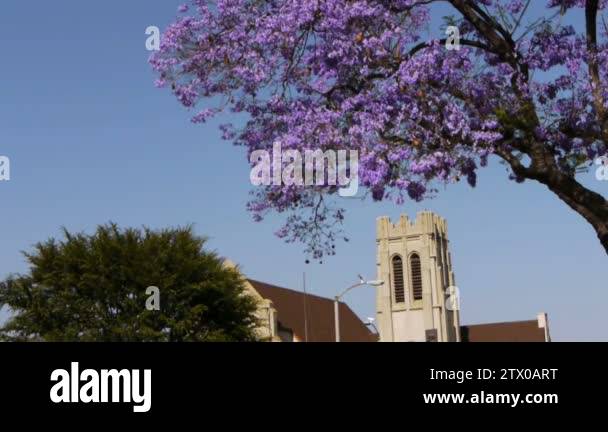 Violet tree Stock Videos & Footage - HD and 4K Video Clips - Alamy