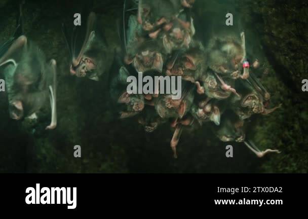 Vampire bats cave Stock Videos & Footage - HD and 4K Video Clips - Alamy