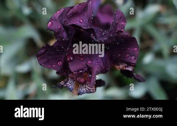 Purple iris water drops Stock Videos & Footage - HD and 4K Video Clips ...