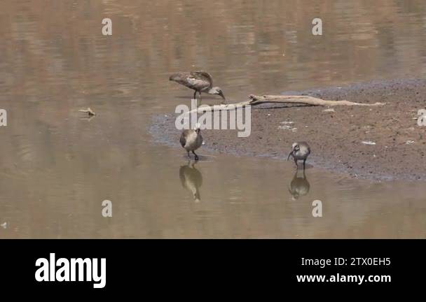 The hadeda ibis Stock Videos & Footage - HD and 4K Video Clips - Alamy