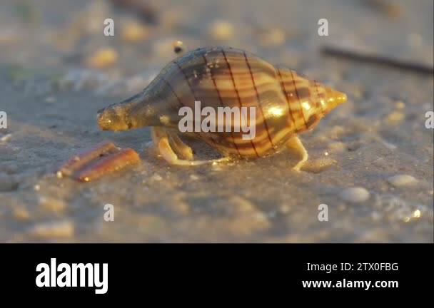 Cancer hermit quickly hides in the seashell. Small hermit crab in the ...
