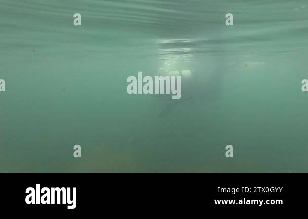diving instructor conducting a shallow water scuba diving course ...