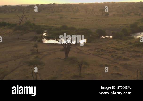 Hippo tracks Stock Videos & Footage - HD and 4K Video Clips - Alamy