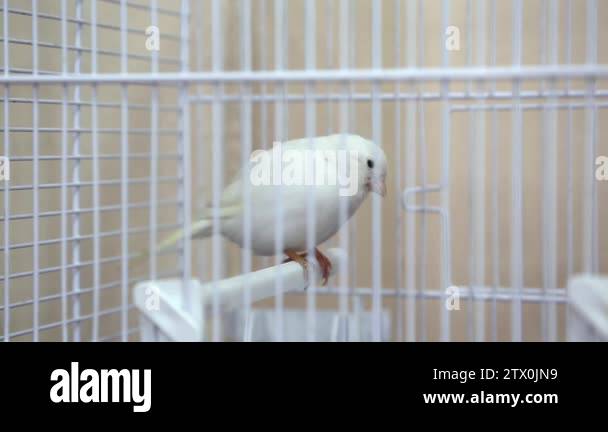 White canary Stock Videos & Footage - HD and 4K Video Clips - Alamy