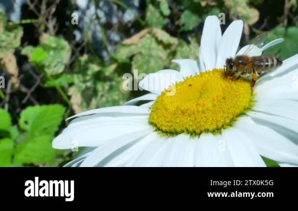 European honey bee gathering pollen Stock Videos & Footage - HD and 4K ...