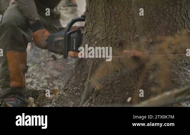 Logger cutting tree Stock Videos & Footage - HD and 4K Video Clips - Alamy