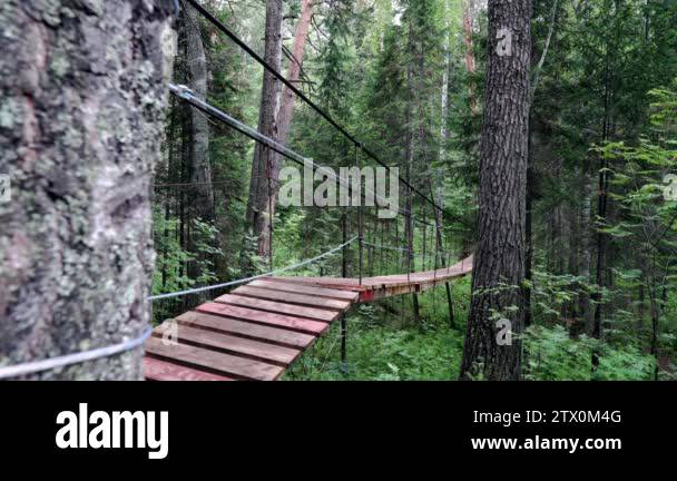 Rope path in of dense forest. Stock footage. Suspension bridge passes ...