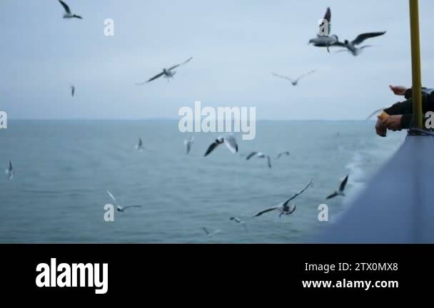 Ship bread Stock Videos & Footage - HD and 4K Video Clips - Alamy