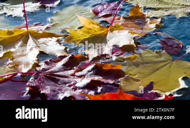Yellow Leaves Falling in Autumn Puddle. Bright Yellow maple leaf falls in clean water in which ...