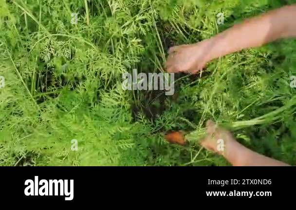 Vegetable farming. Womens hands are pulling carrots out of the ground ...