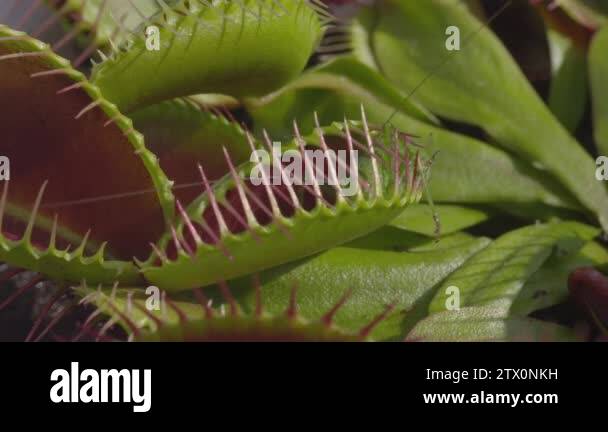 Carnivorous plant grasshopper Stock Videos & Footage - HD and 4K Video ...