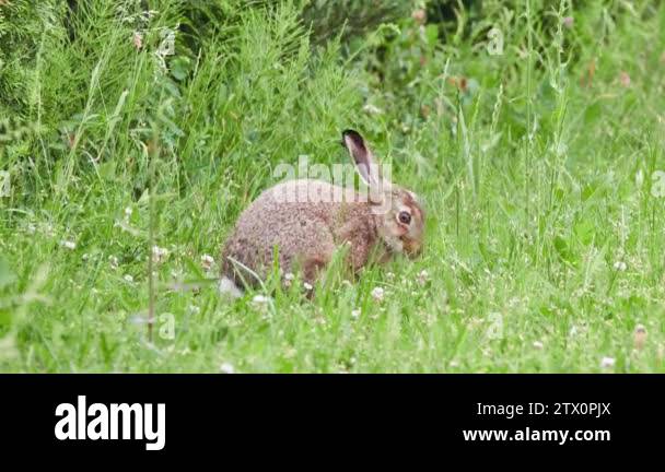 European hare (Lepus europaeus), also known as brown hare, is species ...