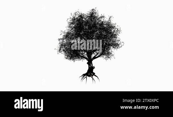 Tree root silhouette Stock Videos & Footage - HD and 4K Video Clips - Alamy