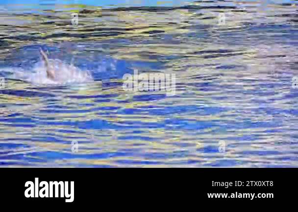 Dolphin acrobatic Stock Videos & Footage - HD and 4K Video Clips - Alamy