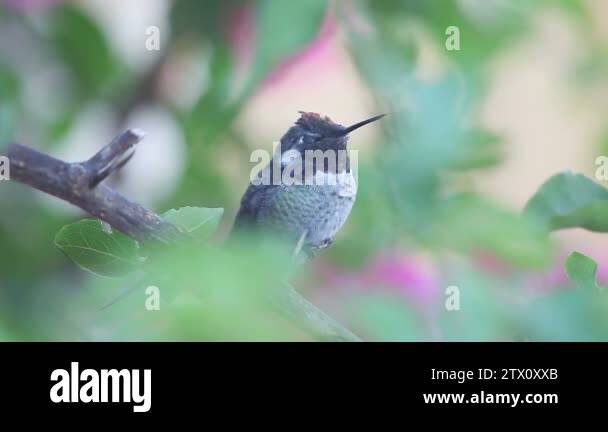 Molting hummingbird Stock Videos & Footage - HD and 4K Video Clips - Alamy