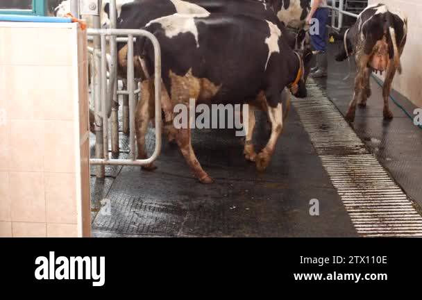 The process of milking a cow, a cow leaves the stall after milking milk ...
