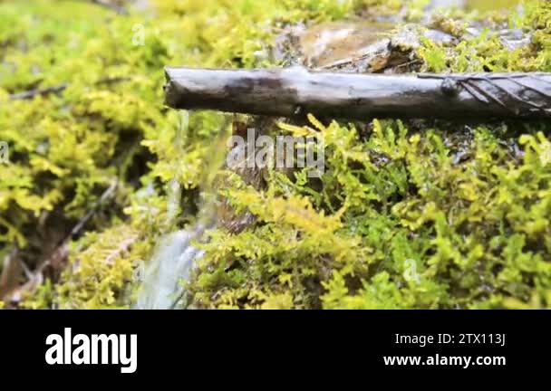 Close up moss dripping Stock Videos & Footage - HD and 4K Video Clips ...