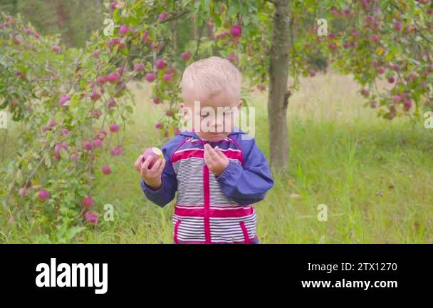 Adorable little preschool kid boy eating red apple on organic farm ...