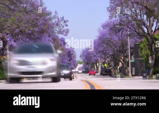 Jacaranda tree road Stock Videos & Footage - HD and 4K Video Clips - Alamy