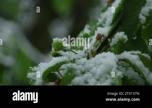SLOW MOTION CLOSE UP, DOF: Snow falling on branch of unripe cherry ...