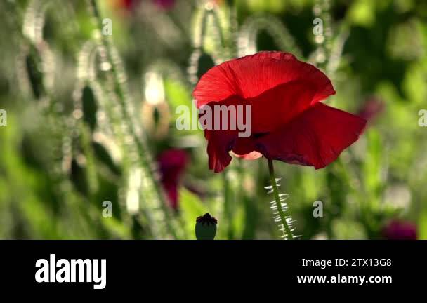 A bright red poppy, attracts bees.Attractive, bright, red color.In the ...