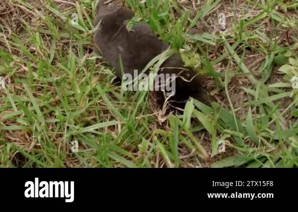 A mole is running through the grass. The mole is caught with his bare ...