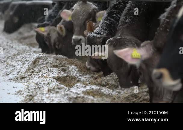 Cattle, many black cows standing inside corral, cattle-pen, eating hay ...
