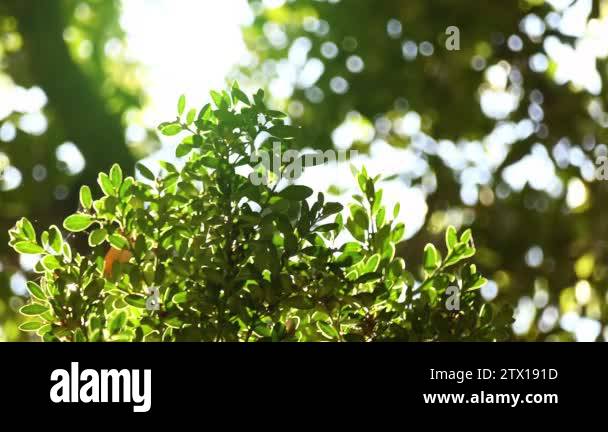 Boxwood hedge buxus sempervirens Stock Videos & Footage - HD and 4K ...