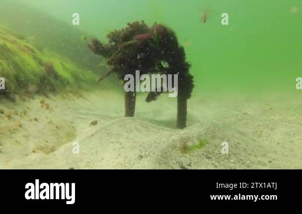 Algae on metal Stock Videos & Footage - HD and 4K Video Clips - Alamy