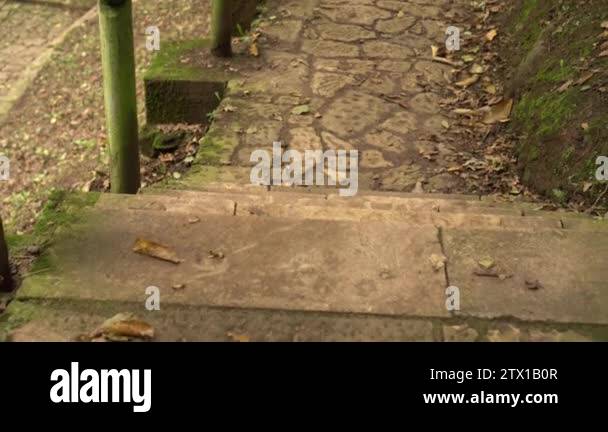 Log footpath Stock Videos & Footage - HD and 4K Video Clips - Alamy