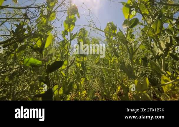 Green peas grow in the field against the blue sky and the sun that ...
