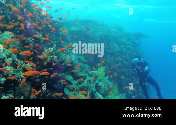 Scuba diver photographer swims by a coral reef. Diving in the Red Sea ...