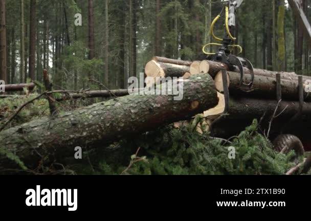 Claw tree trunks Stock Videos & Footage - HD and 4K Video Clips - Alamy