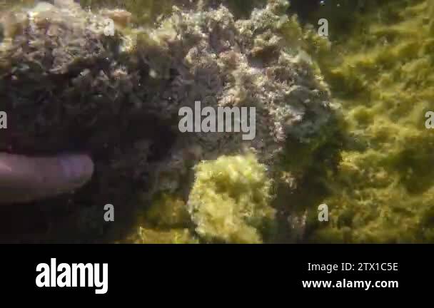 Freshwater algae on underwater rocks in a granite quarry near the ...