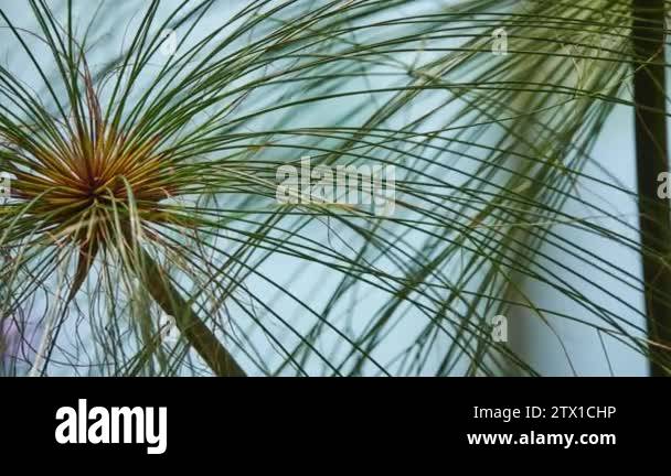 Cyperus papyrus (papyrus sedge, paper reed, Indian matting plant, Nile ...