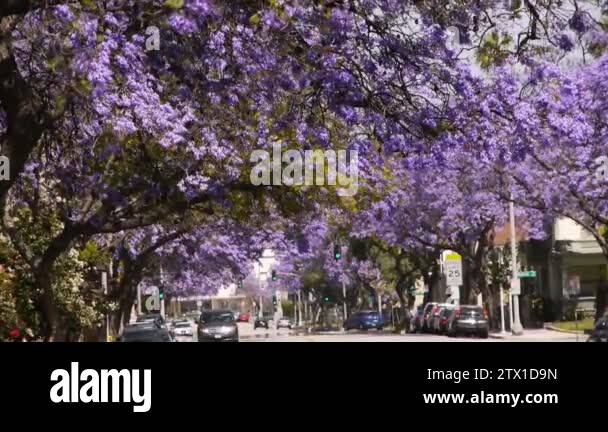Jacaranda Tree Stock Video Footage - Alamy