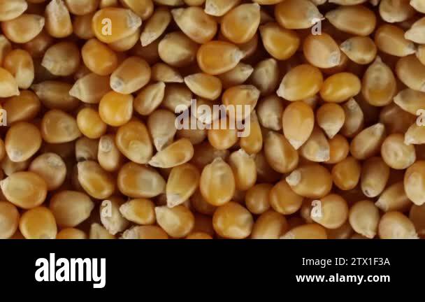 Bio corn Stock Videos & Footage - HD and 4K Video Clips - Alamy