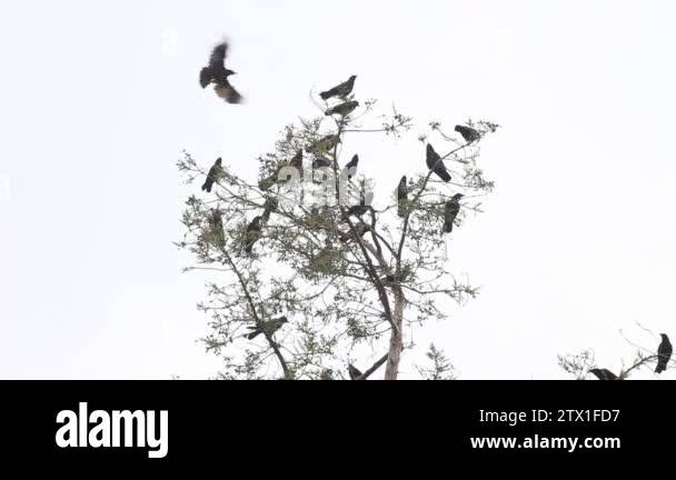 Landing crows Stock Videos & Footage - HD and 4K Video Clips - Alamy