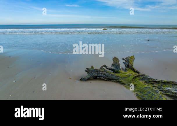 Mossy Dead Tree on Outer Banks Beach in North Carolina with Atlantic ...