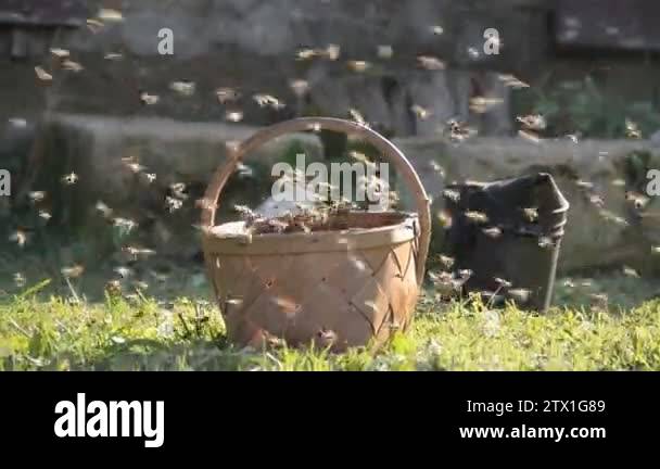 Hornet swarm Stock Videos & Footage - HD and 4K Video Clips - Alamy