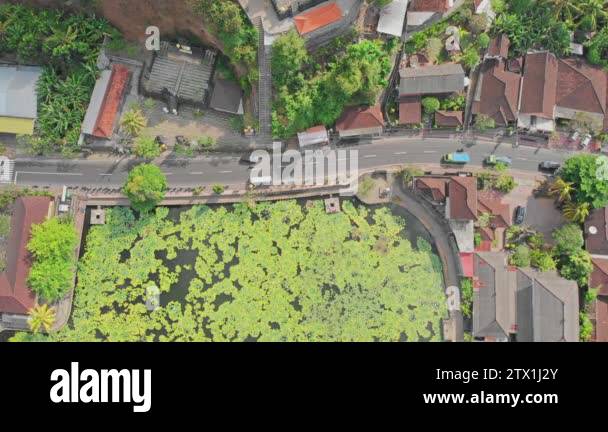 Lake and field of Lotus on a tropical island Bali, Indonesia. Beautiful ...