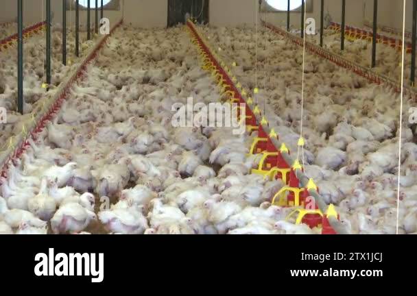 Farm for Breeding Chickens / Modern poultry farm for breeding chickens ...