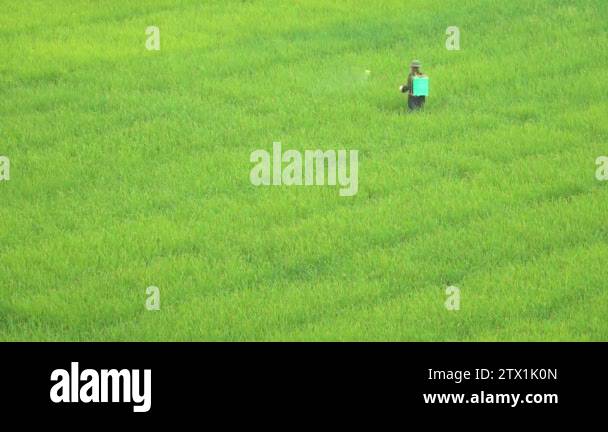 Unrecognizable male worker walking down rice paddy and spraying ...